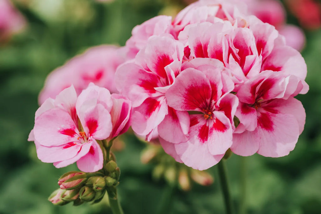Find Your Scent: What Does Geranium Smell Like? | Snif