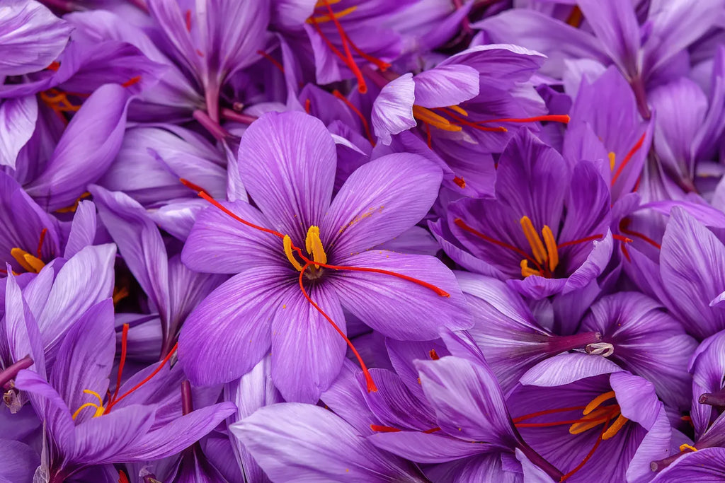 Find Your Scent: What Does Saffron Smell Like? | Snif