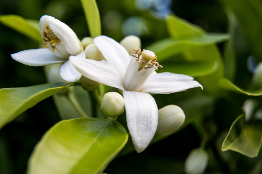 Find Your Scent: What Does Neroli Smell Like? – Snif